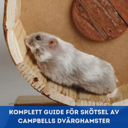 Komplett Guide För Skötsel Av Campbells Dvärghamster